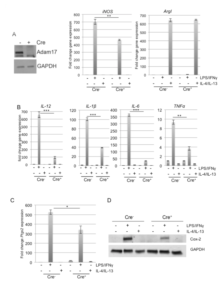 Genes & Cancer | ADAM17 in tumor associated leukocytes regulates ...