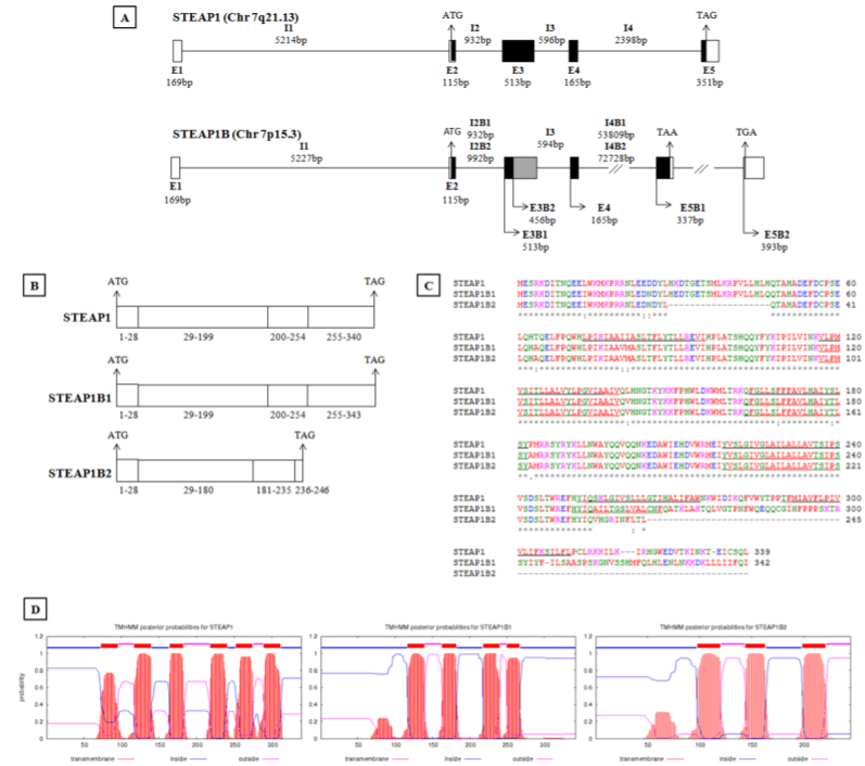 Genes & Cancer | Expression of STEAP1 and STEAP1B in prostate cell ...