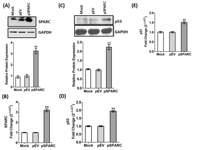 Genes & Cancer | SPARC overexpression alters microRNA expression ...