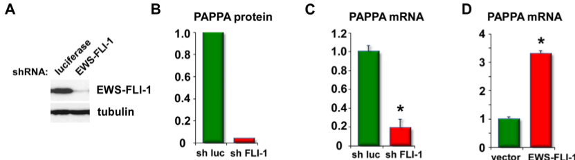 Genes & Cancer | EWS-FLI-1 creates a cell surface microenvironment ...