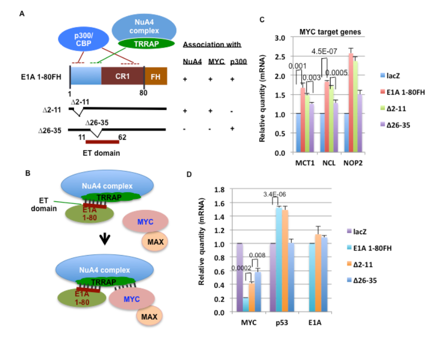 Genes & Cancer | Enhanced MYC association with the NuA4 histone acetyltransferase complex ...