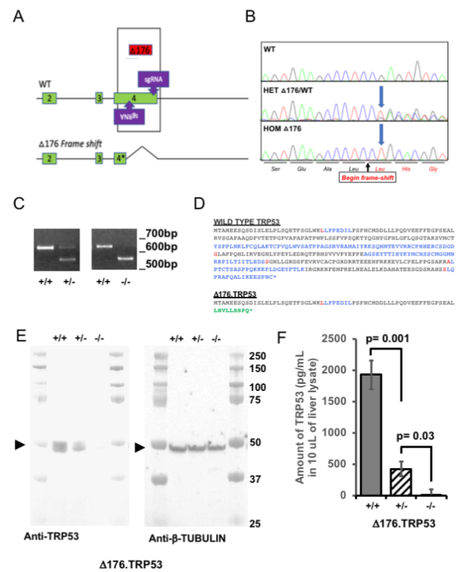 Genes & Cancer | Loss of TRP53 (p53) accelerates tumorigenesis and ...