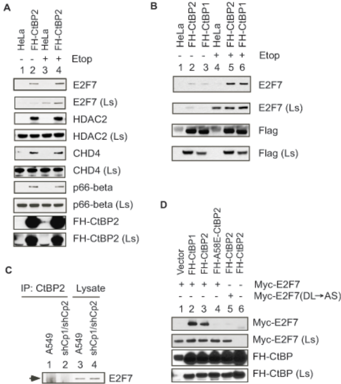 Genes & Cancer | CtBP2 proteome: Role of CtBP in E2F7-mediated repression and cell proliferation