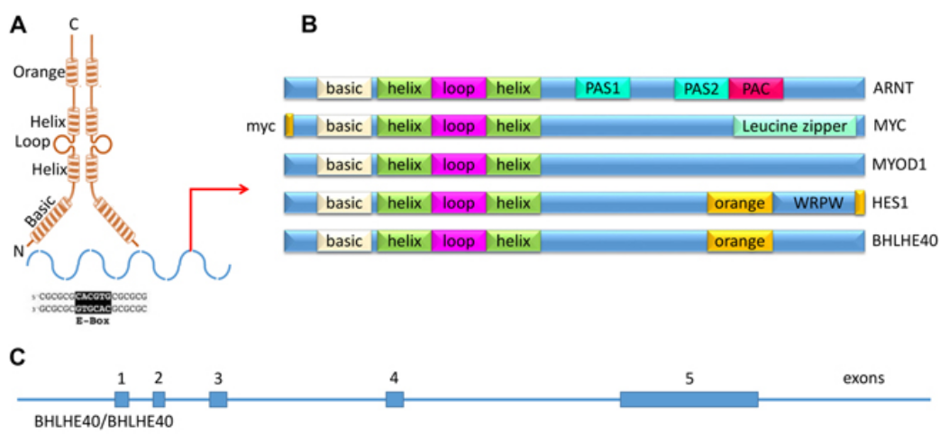 Genes & Cancer | Non-circadian aspects of BHLHE40 cellular function in ...