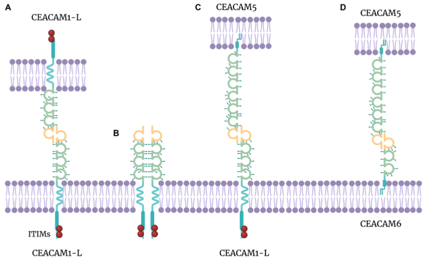 Genes & Cancer | CEACAMS 1, 5, and 6 in disease and cancer ...