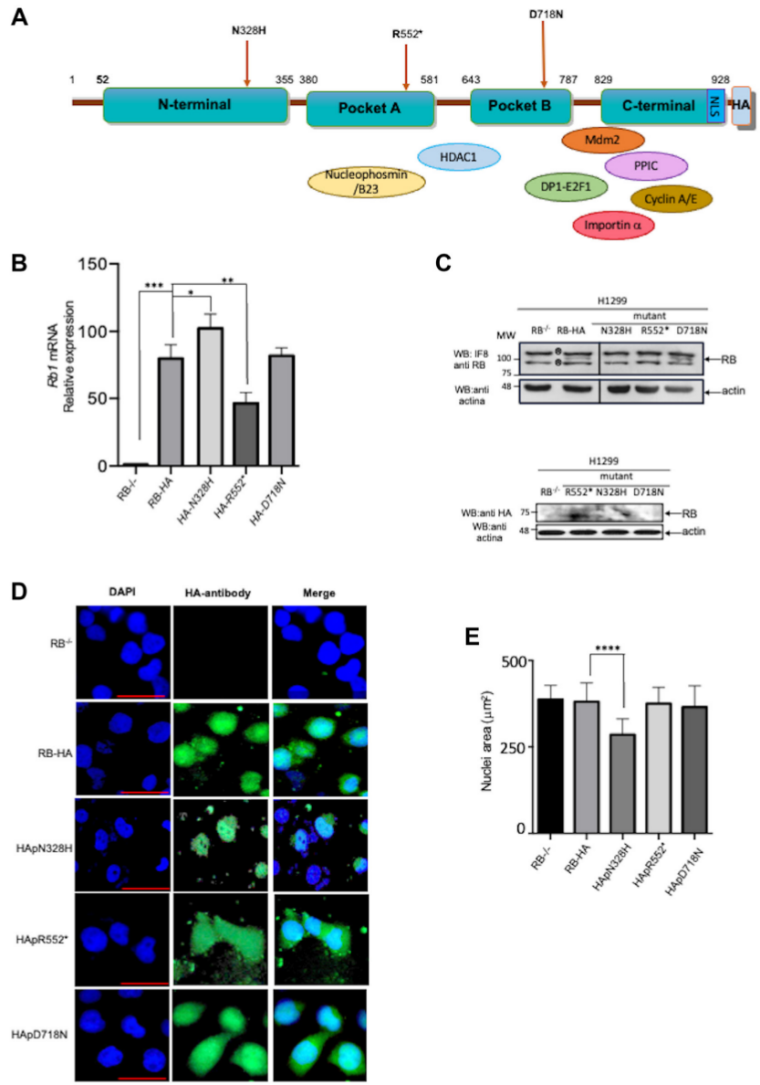 Genes & Cancer | Analysis of pathogenic variants in retinoblastoma ...