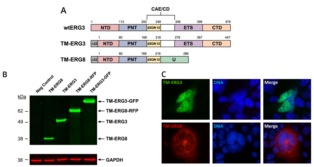 Genes & Cancer | Functional antagonism of TMPRSS2-ERG splice variants in prostate cancer