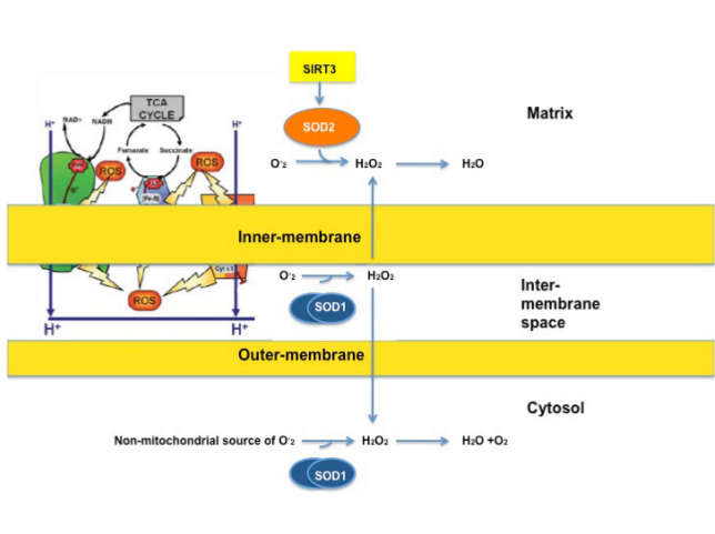 Genes & Cancer | SOD1, an unexpected novel target for cancer therapy.