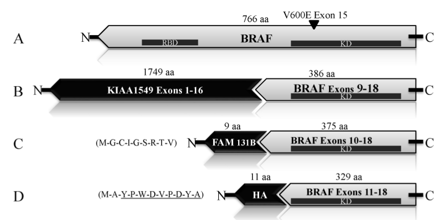 Genes & Cancer | The BRAF kinase domain promotes the development of ...