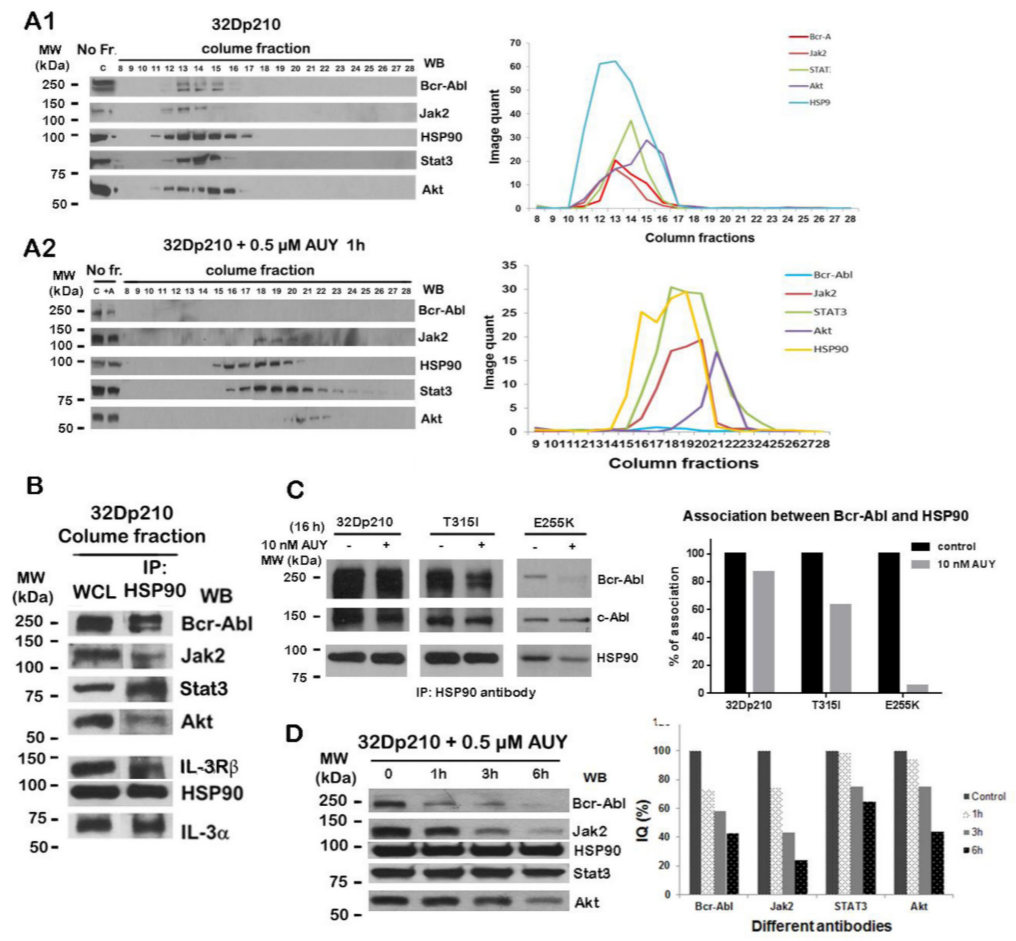 Genes & Cancer | HSP90 inhibitor AUY922 induces cell death by disruption of the Bcr-Abl, Jak2 ...