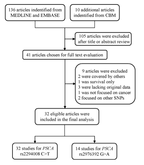 Genes & Cancer | PSCA s2294008 C>T and rs2976392 G>A polymorphisms ...