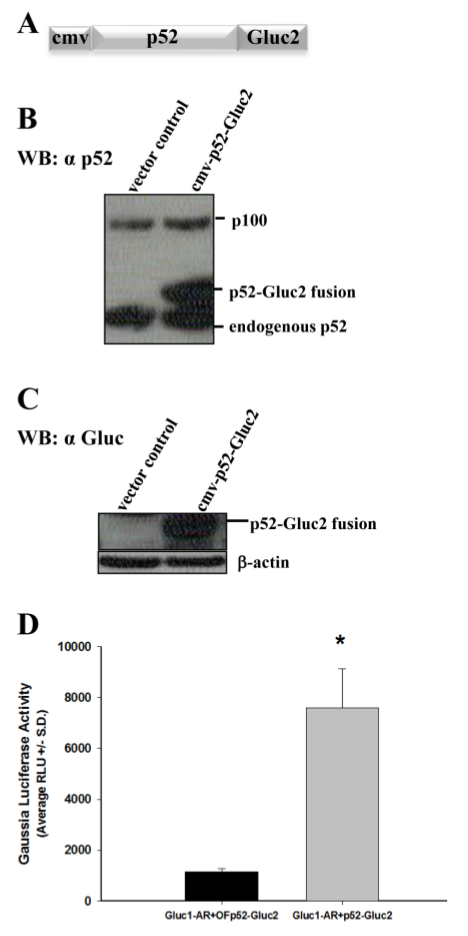 Genes & Cancer | Inhibitor of p52 NF-κB subunit and androgen receptor ...