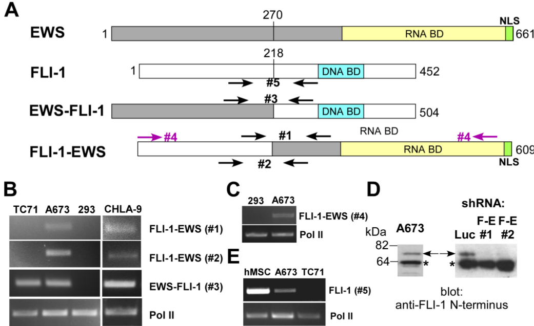Genes & Cancer | The role of FLI-1-EWS, a fusion gene reciprocal to EWS ...